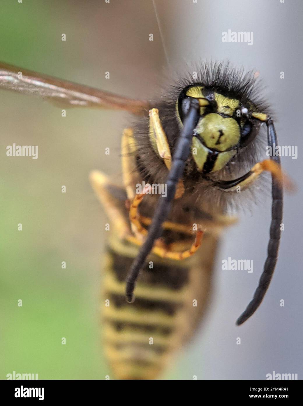 Common European Yellowjacket (Vespula vulgaris Stock Photo - Alamy