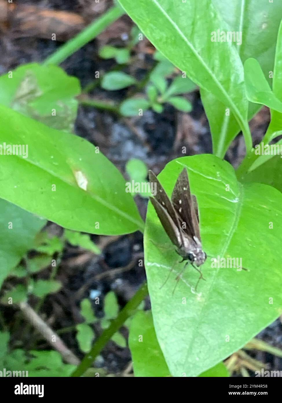 Three-spotted Skipper (Cymaenes tripunctus Stock Photo - Alamy