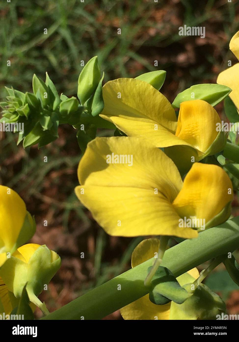 Showy Rattlebox (Crotalaria spectabilis Stock Photo - Alamy