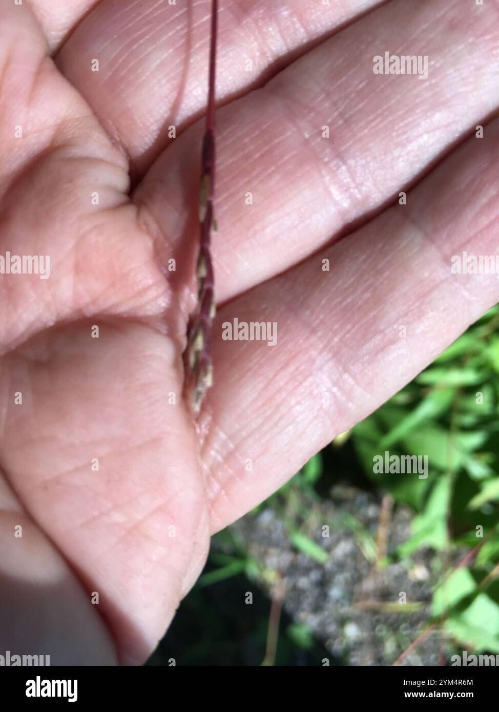 Japanese stiltgrass (Microstegium vimineum Stock Photo - Alamy