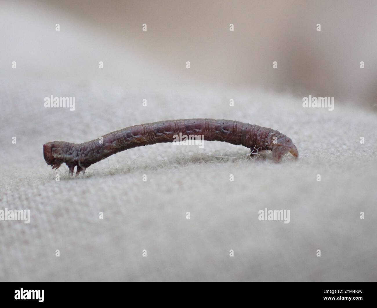 Geometer Moths (Geometridae Stock Photo - Alamy