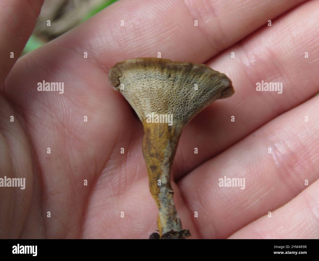 Brown Funnel Polypore (Coltricia perennis Stock Photo - Alamy