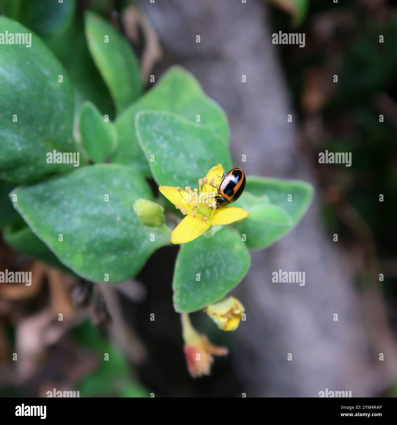 Striped Ladybird (Micraspis frenata Stock Photo - Alamy