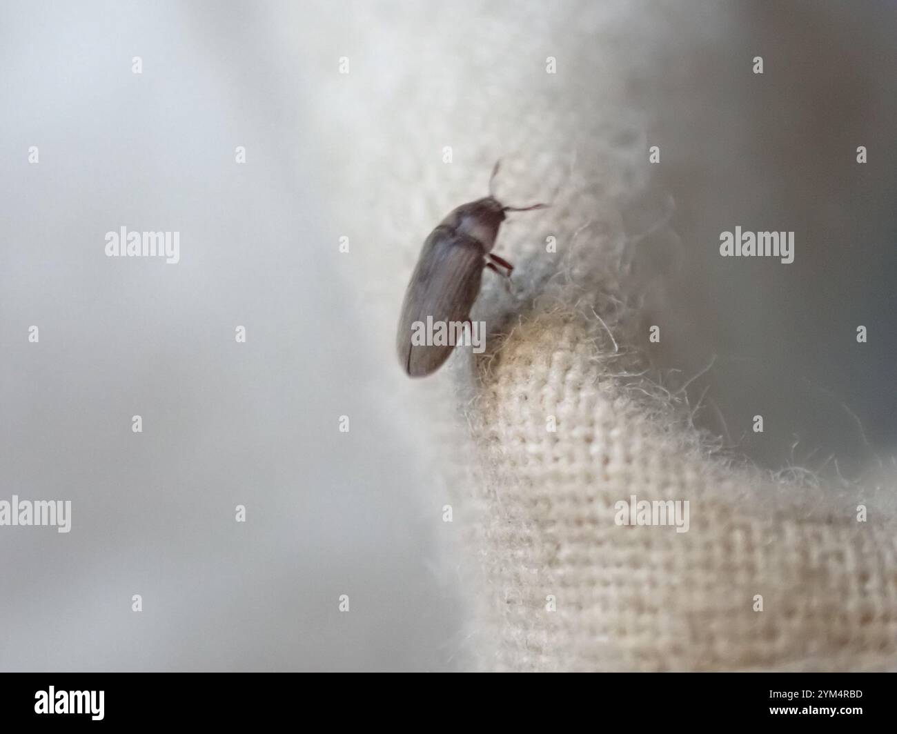 Small false click beetles (Throscidae Stock Photo - Alamy