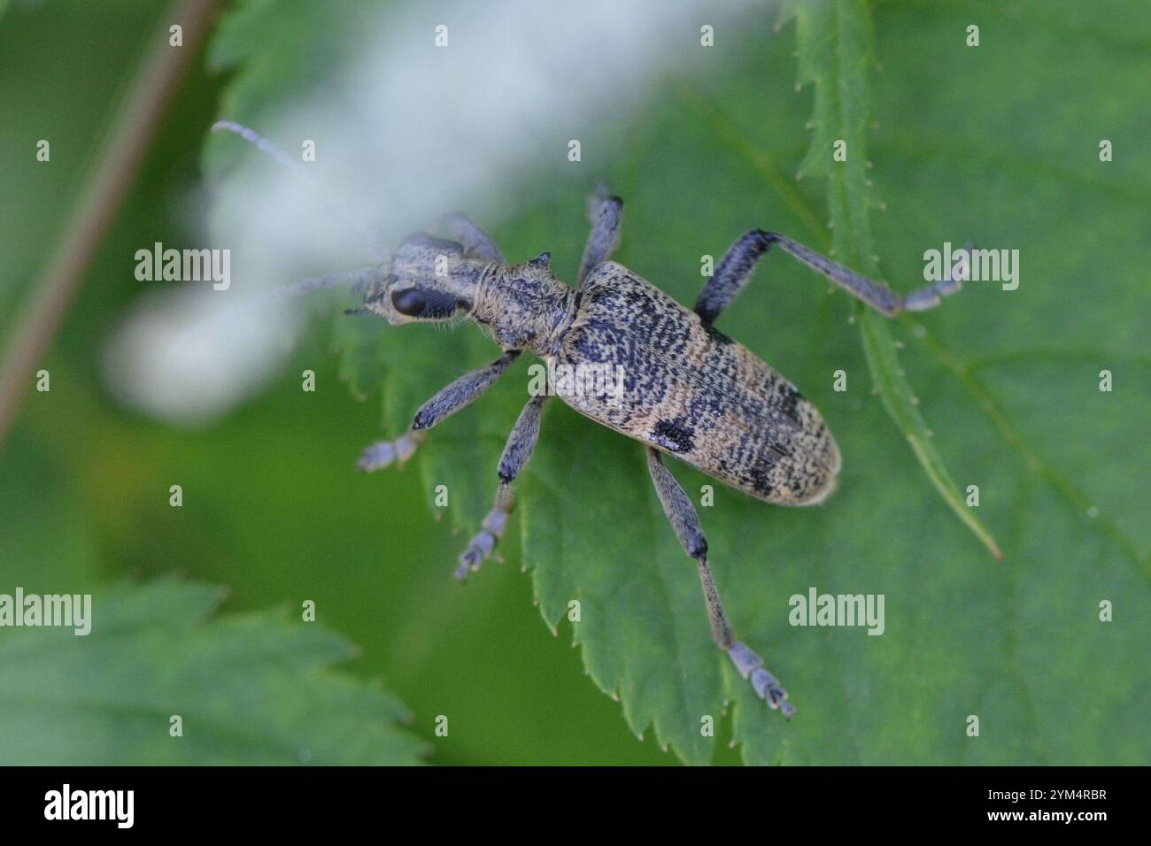 Blackspotted Longhorn Beetle (Rhagium mordax Stock Photo - Alamy