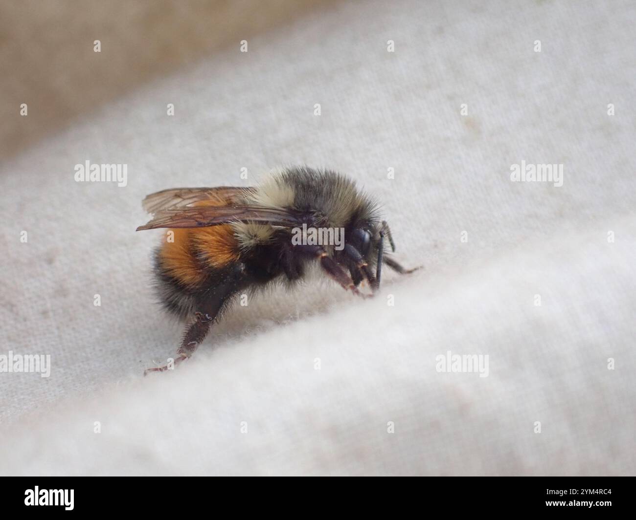 Black-tailed Bumble Bee (Bombus melanopygus Stock Photo - Alamy
