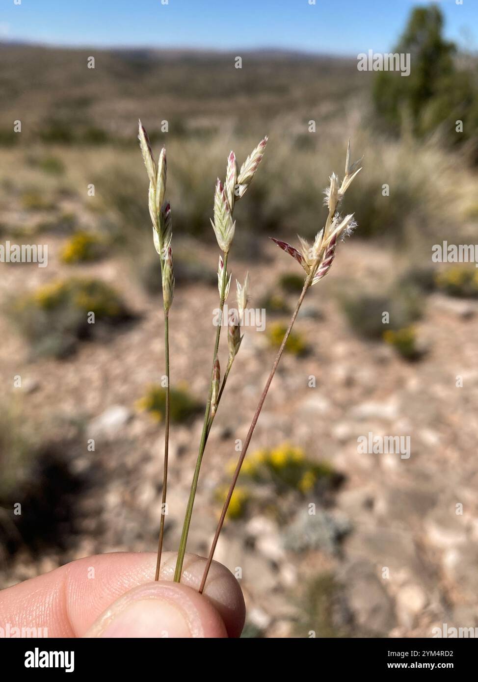 Large-Flower Woolly Grass (Erioneuron avenaceum Stock Photo - Alamy