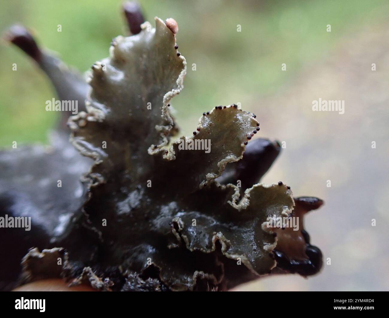 tree pelt lichen (Peltigera collina Stock Photo - Alamy