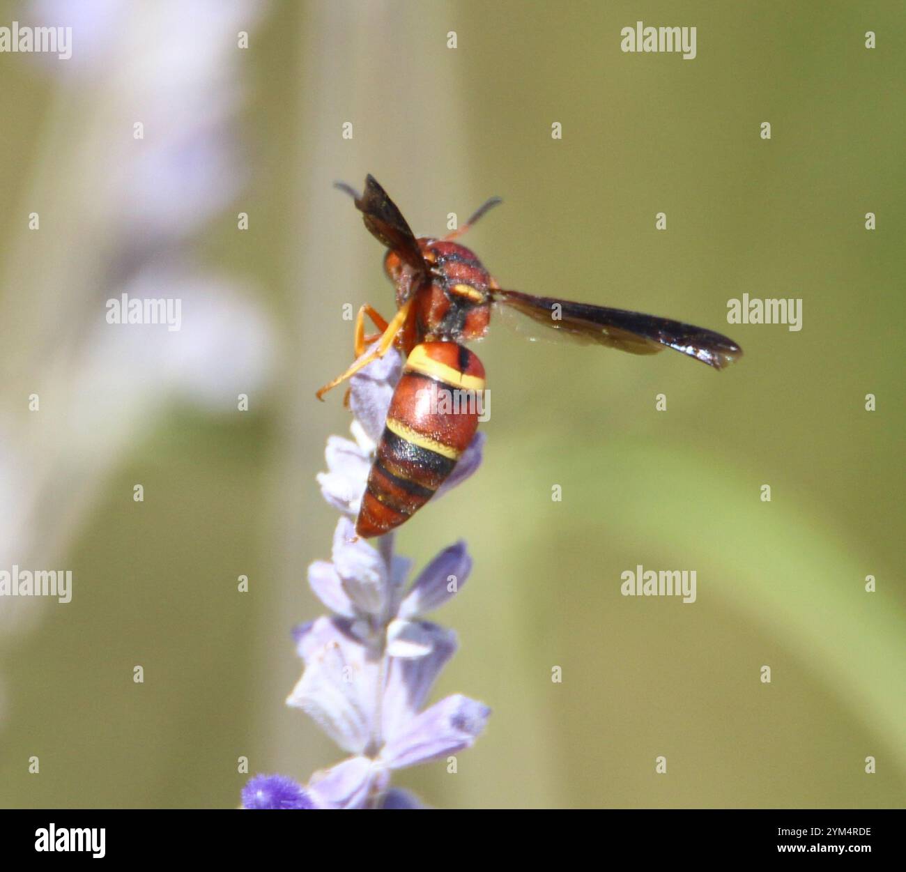 Water-walking wasp (Euodynerus crypticus Stock Photo - Alamy