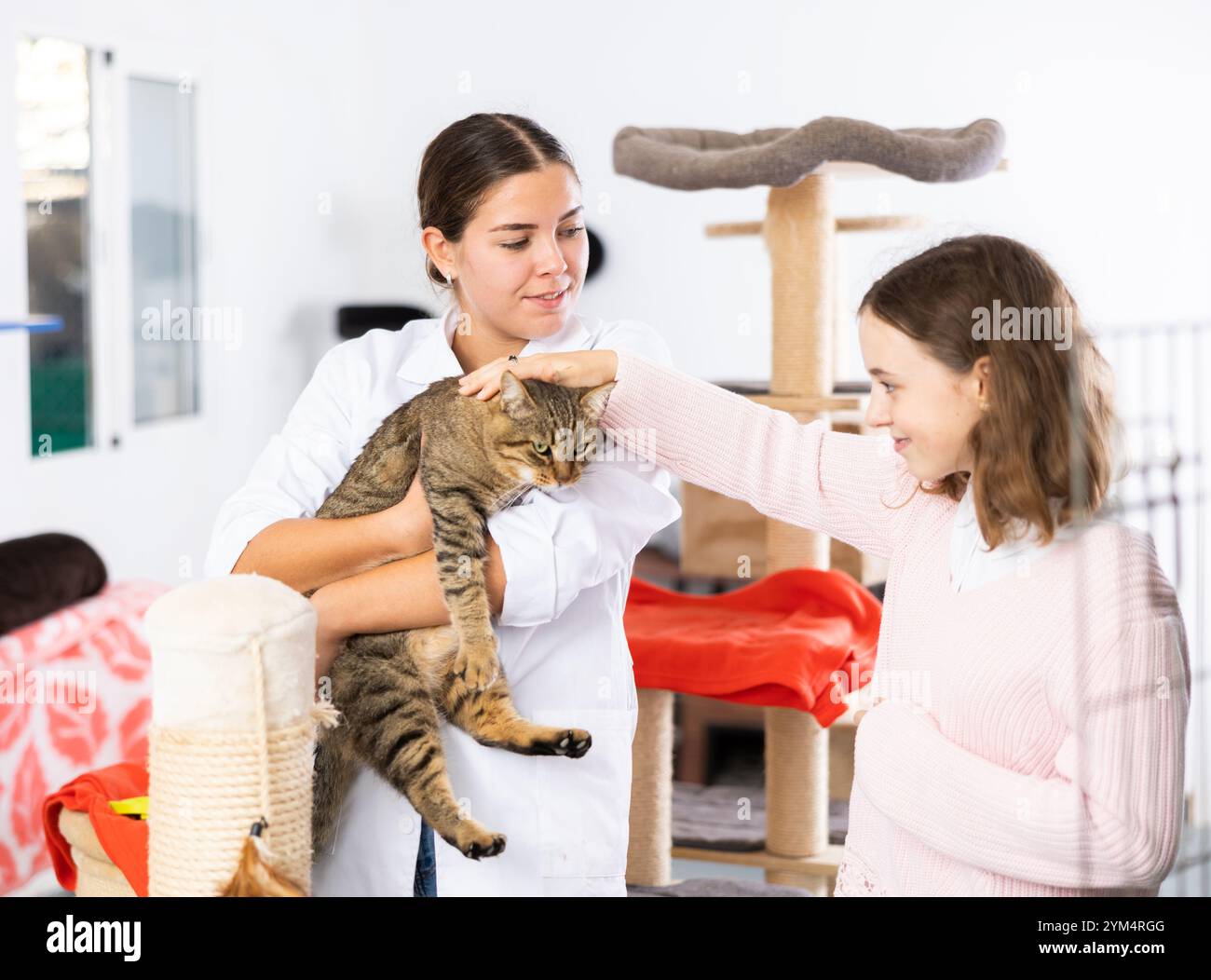 Female volunteer showing gray tabby cat to preteen girl in animal ...