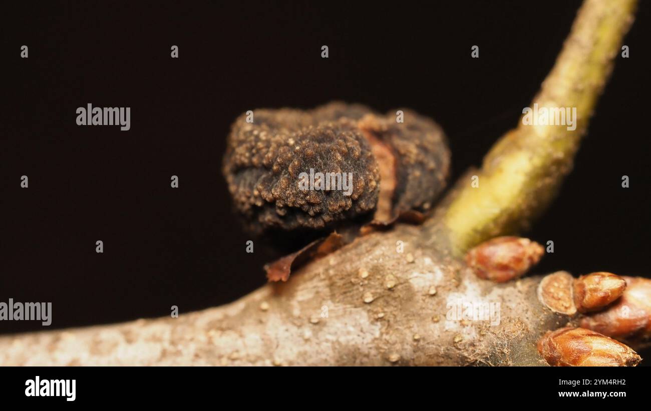 Banded Bullet Gall Wasp (Kokkocynips imbricariae Stock Photo - Alamy