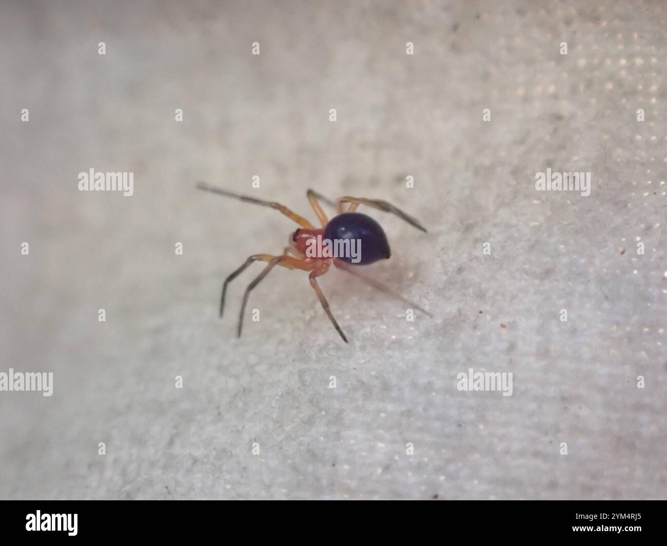 Sheetweb and Dwarf Weavers (Linyphiidae Stock Photo - Alamy