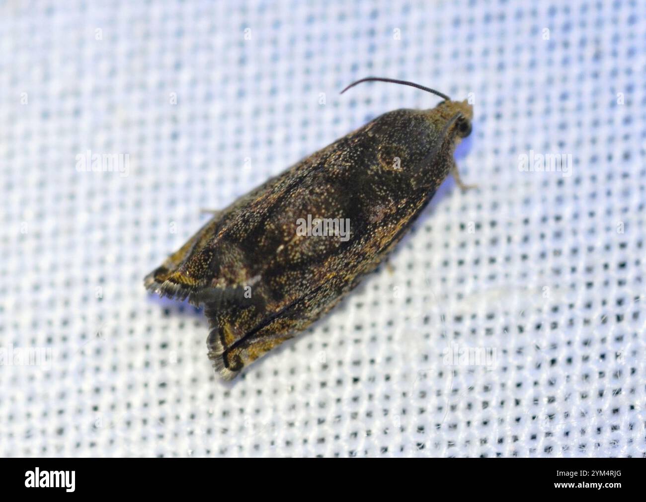 Hickory Shuckworm Moth (Cydia caryana Stock Photo - Alamy