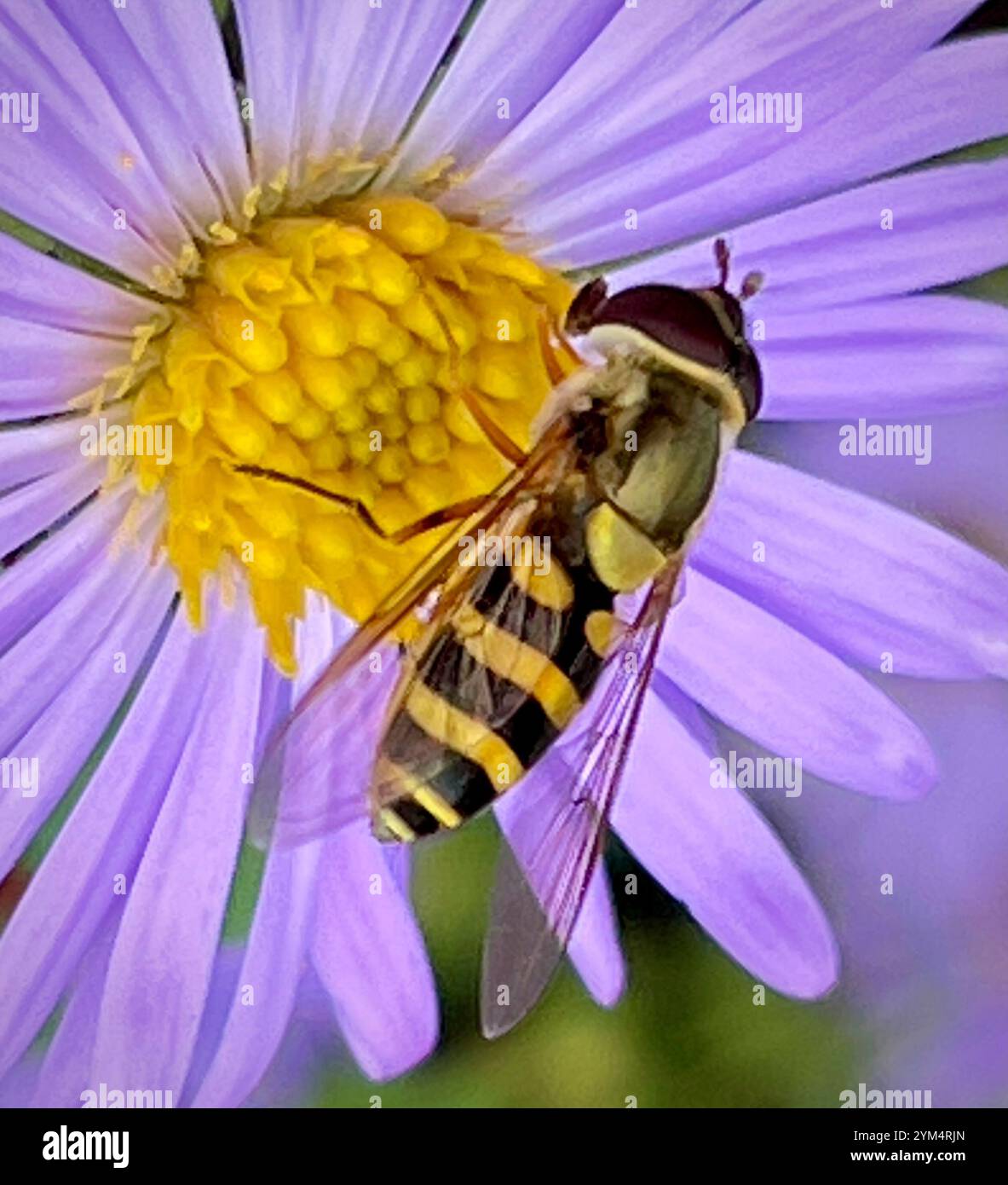 Yellow-legged Flower Fly (Syrphus rectus Stock Photo - Alamy