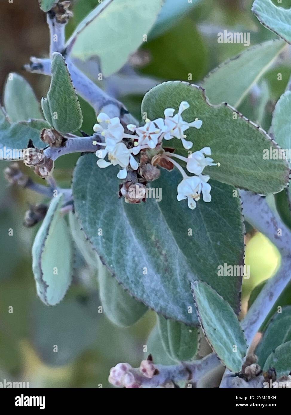coast whitethorn (Ceanothus incanus Stock Photo - Alamy