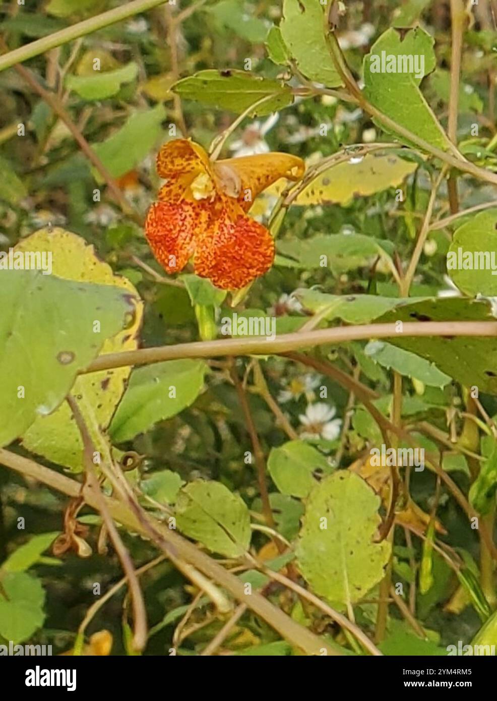 common jewelweed (Impatiens capensis Stock Photo - Alamy