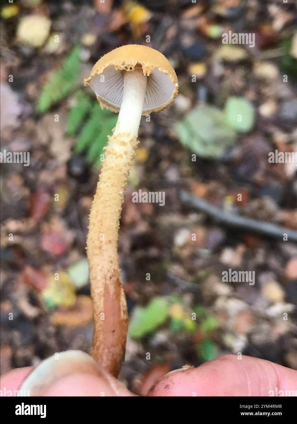 Earthy Powdercap (Cystoderma amianthinum Stock Photo - Alamy