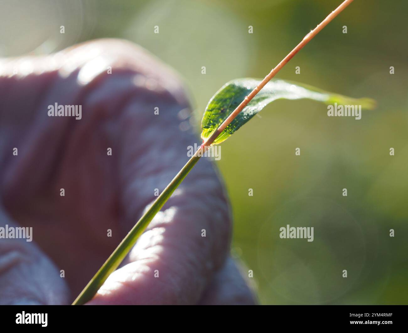 Japanese stiltgrass (Microstegium vimineum Stock Photo - Alamy