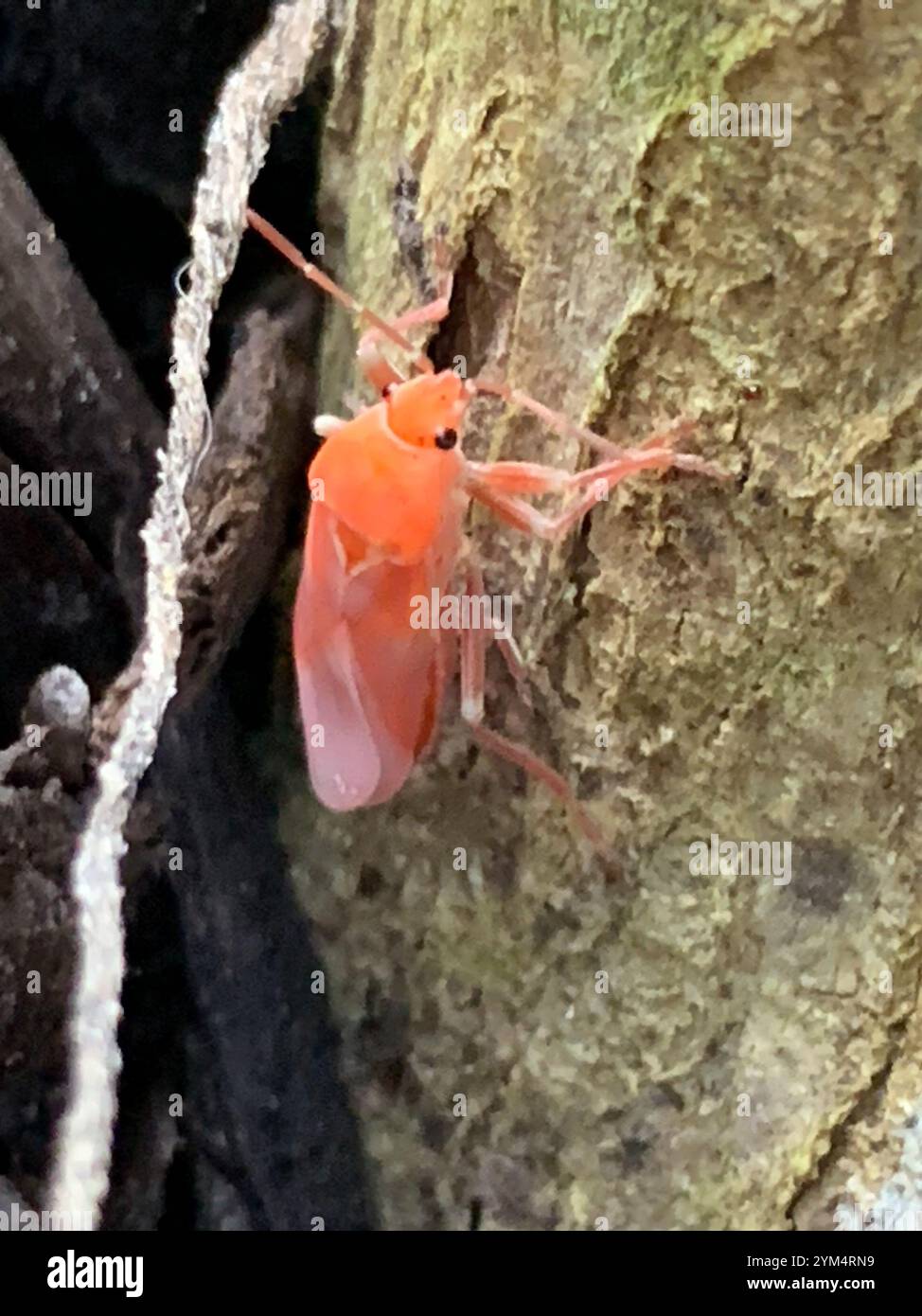 True Bugs (Heteroptera Stock Photo - Alamy