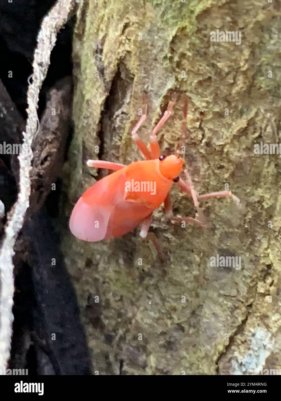 True Bugs (Heteroptera Stock Photo - Alamy