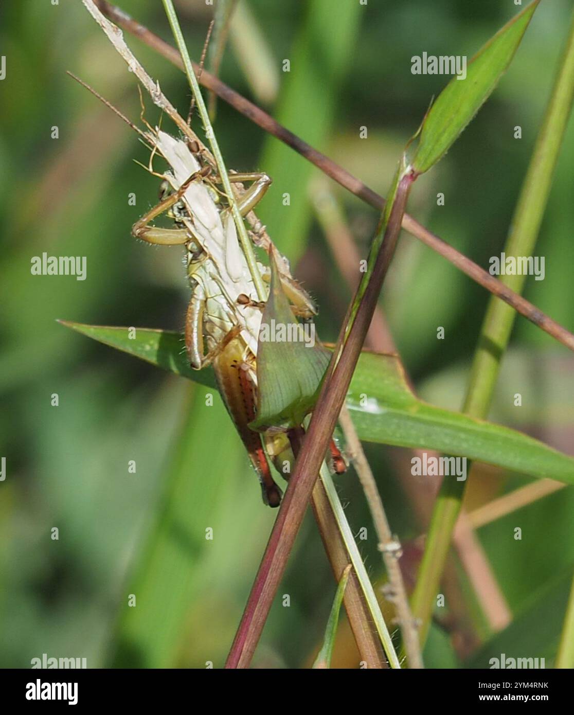 Short-horned Grasshoppers (Acrididae Stock Photo - Alamy
