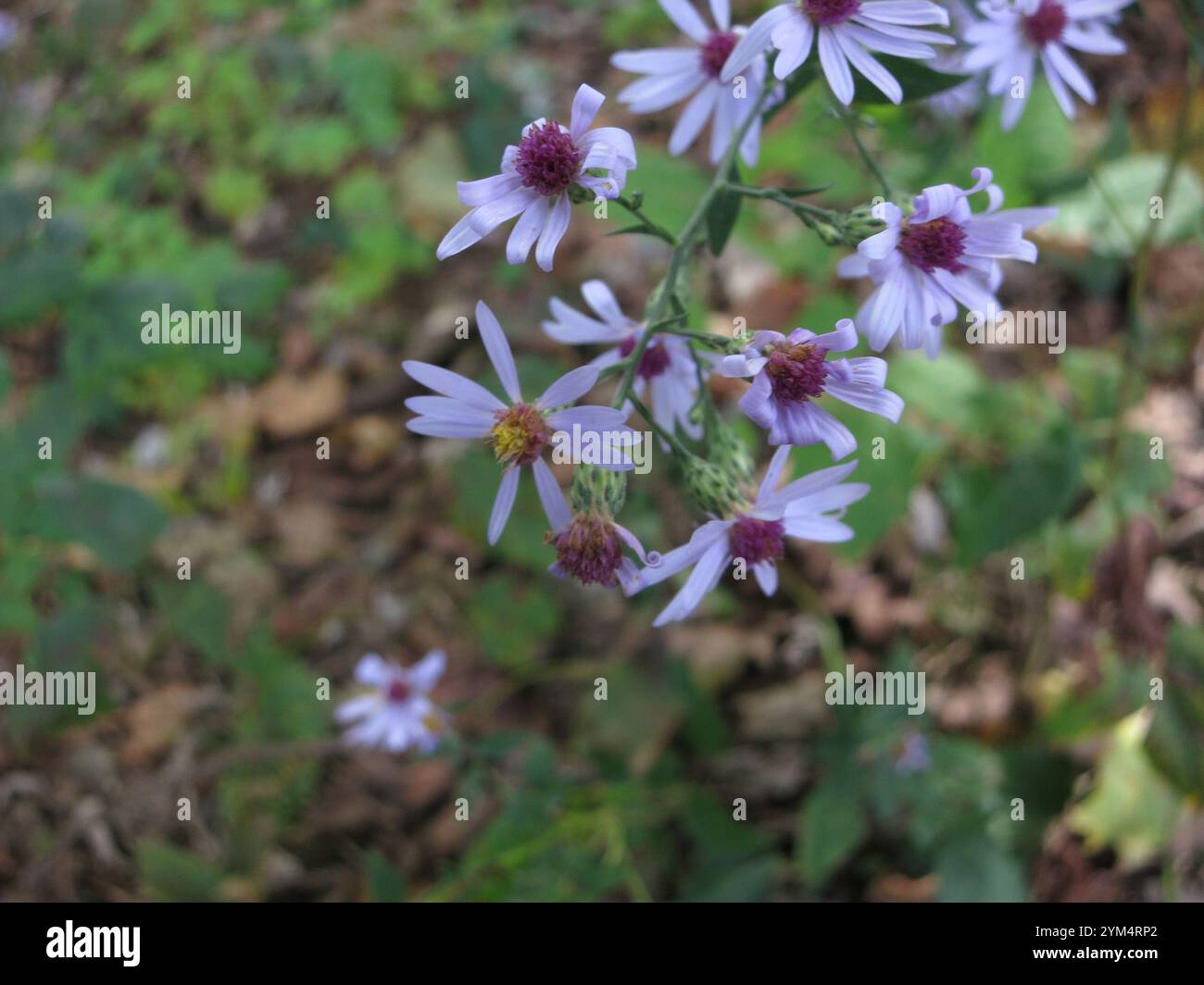 Short's aster (Symphyotrichum shortii Stock Photo - Alamy
