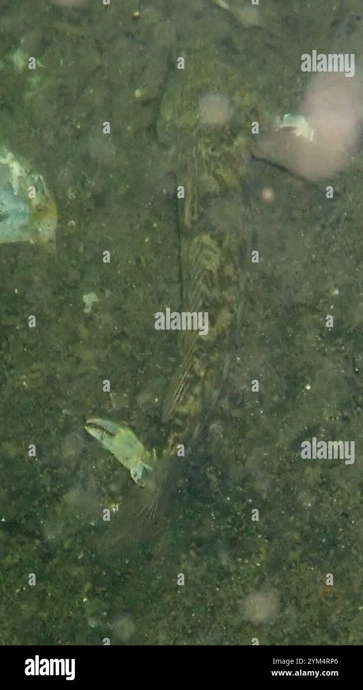 Ray-finned Fishes (Actinopterygii Stock Photo - Alamy