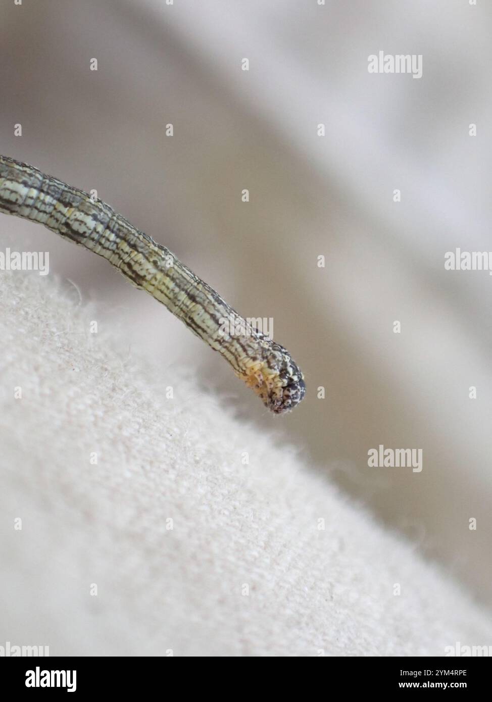 Geometer Moths (Geometridae Stock Photo - Alamy