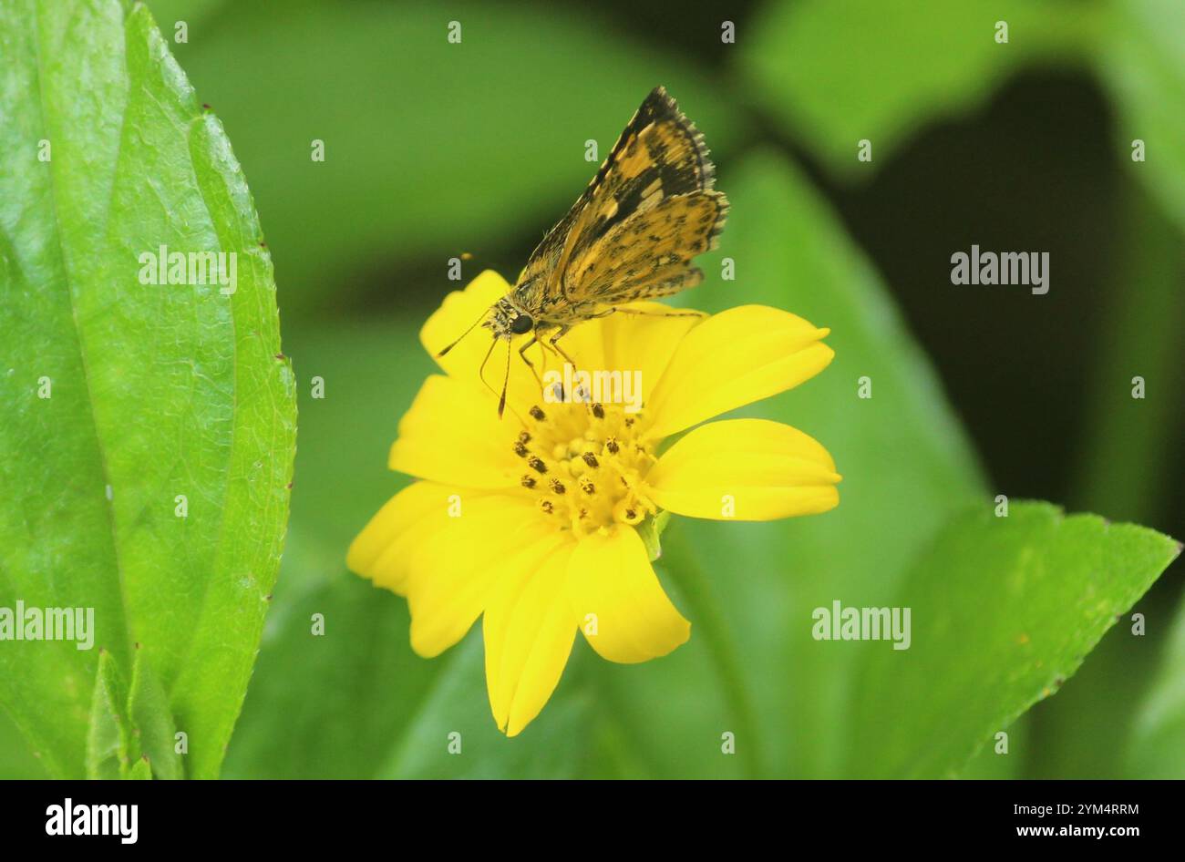 Common Bush Hopper (Ampittia dioscorides Stock Photo - Alamy