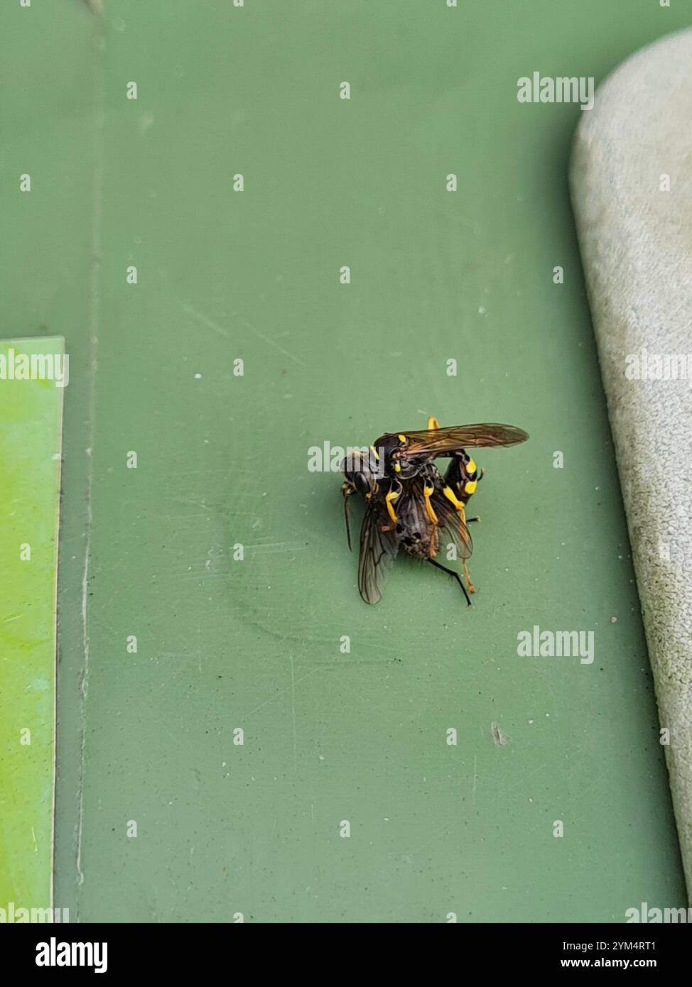Field digger wasp (Mellinus arvensis Stock Photo - Alamy