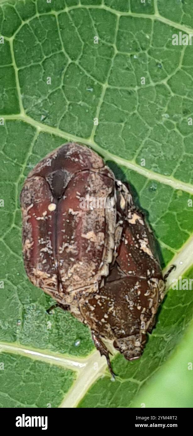Mango flower beetle hi-res stock photography and images - Alamy