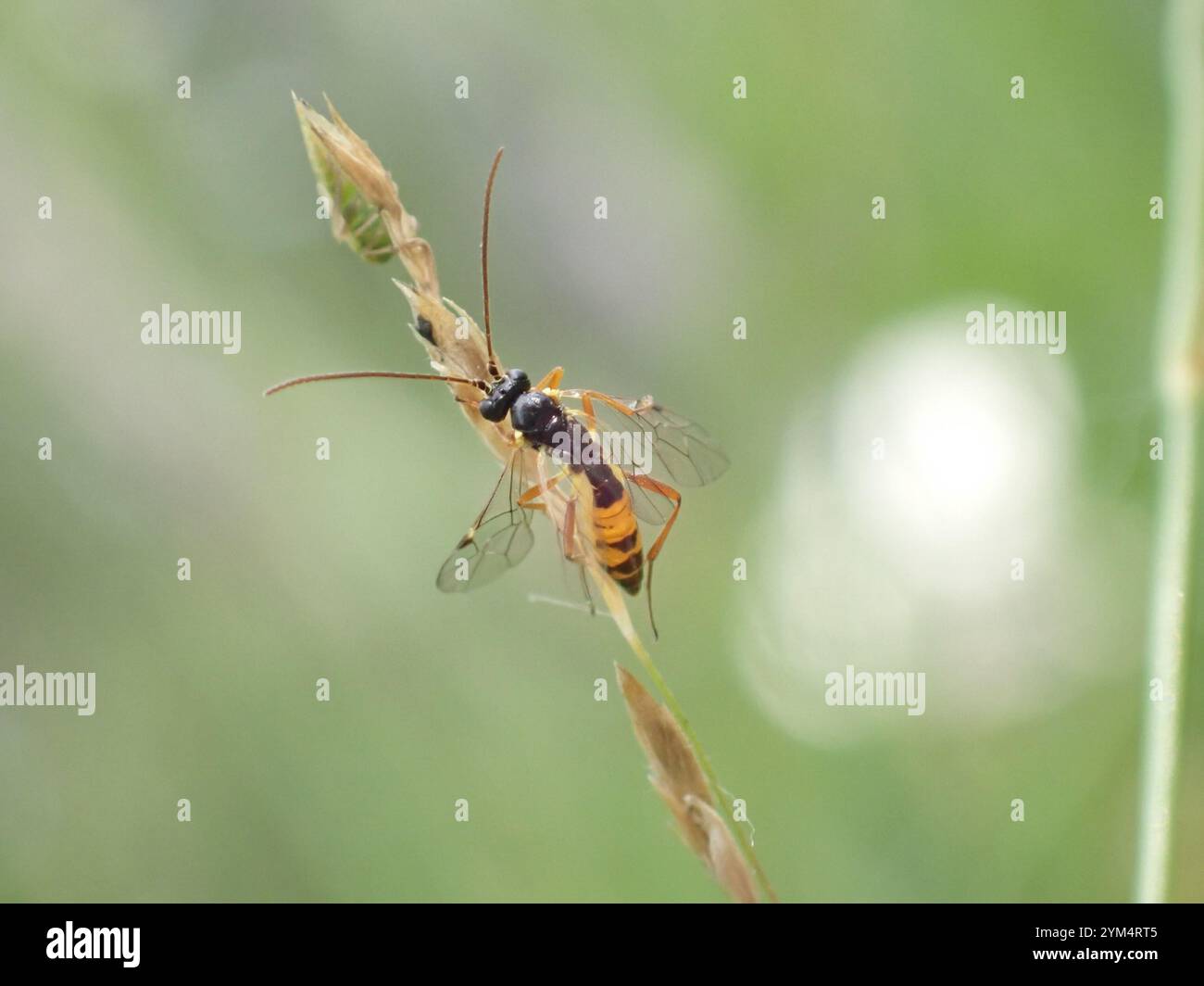 Ichneumonid Wasps (Ichneumonidae Stock Photo - Alamy