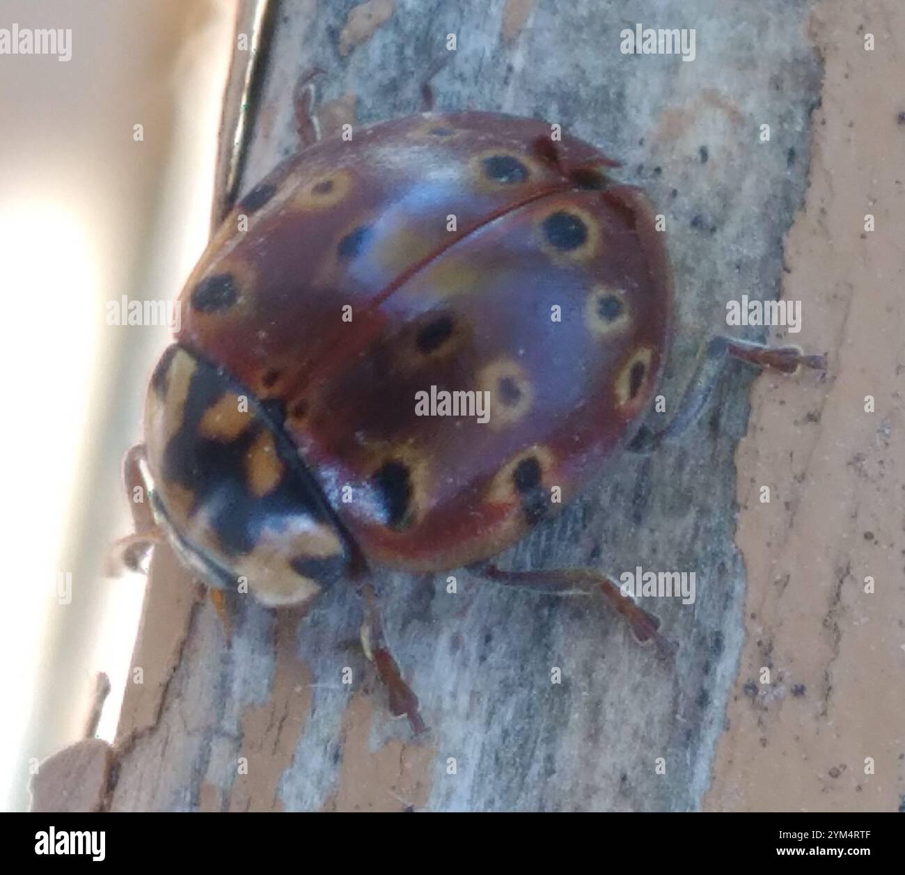 Eye-spotted Lady Beetle (Anatis mali Stock Photo - Alamy