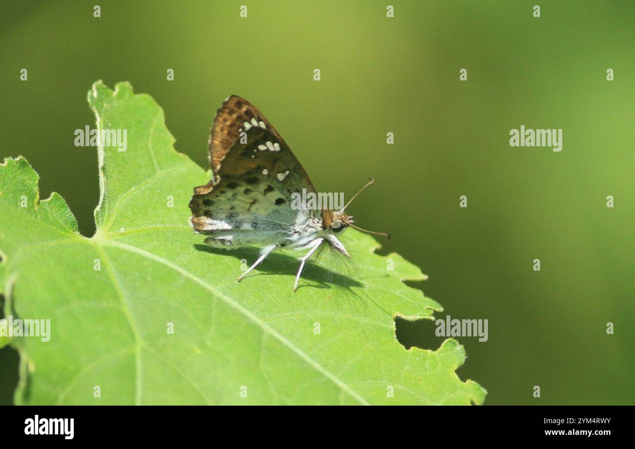 Golden Angle (Caprona ransonnettii Stock Photo - Alamy