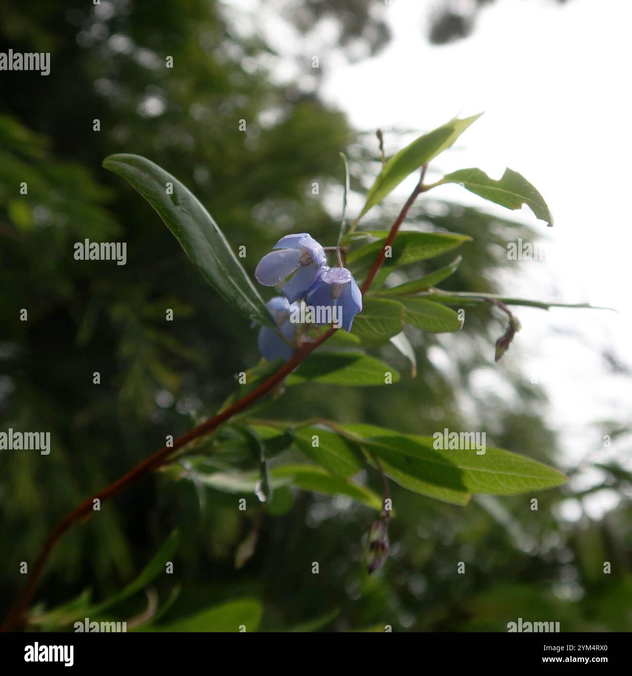 Bluebell creeper (Billardiera heterophylla Stock Photo - Alamy