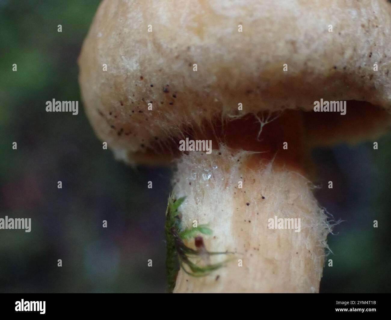 Woolly Pine Spike (Chroogomphus tomentosus Stock Photo - Alamy