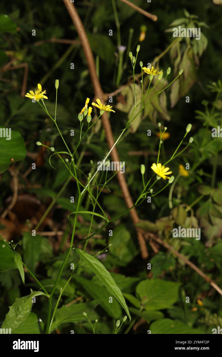 nipplewort (Lapsana communis Stock Photo - Alamy