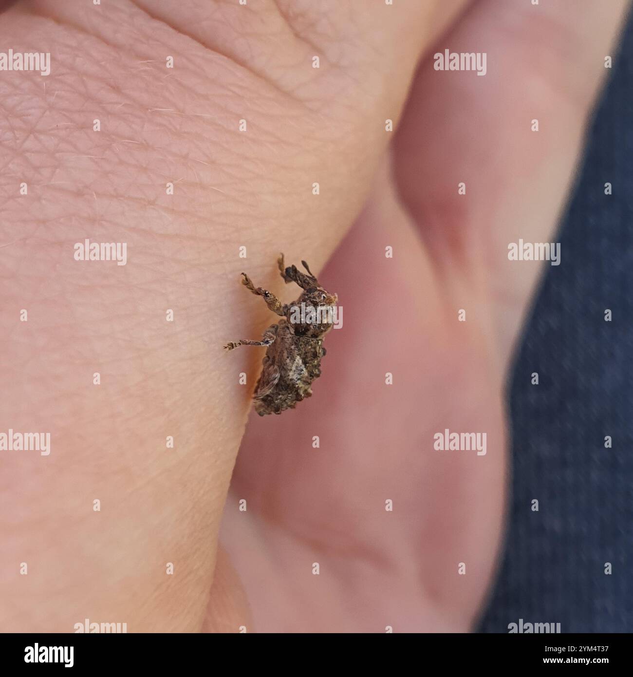 vine weevil (Orthorhinus klugii Stock Photo - Alamy