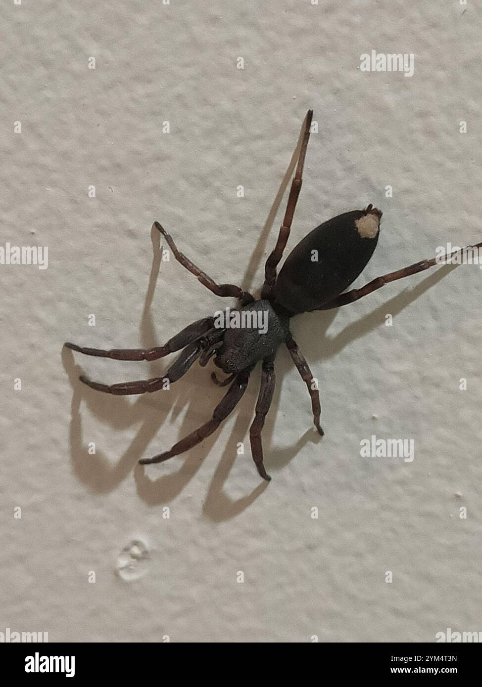 White-tailed Spiders (Lampona Stock Photo - Alamy