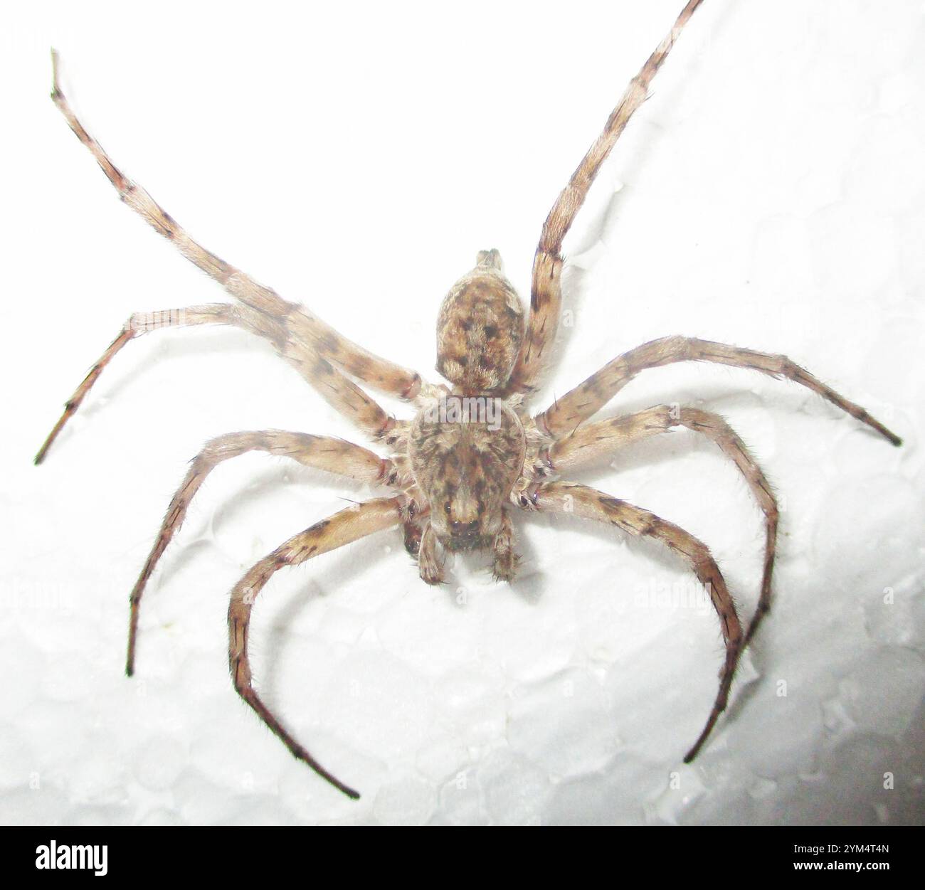 Ocyale Burrowing Wolf spider (Hippasosa guttata Stock Photo - Alamy