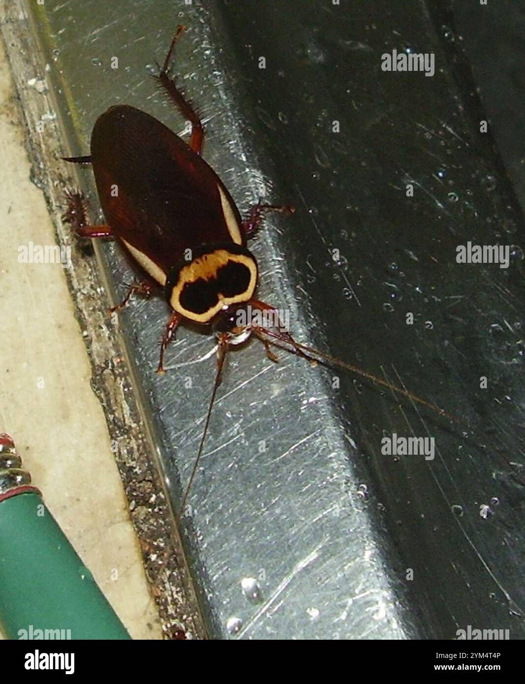 Periplaneta australasiae hi-res stock photography and images - Alamy