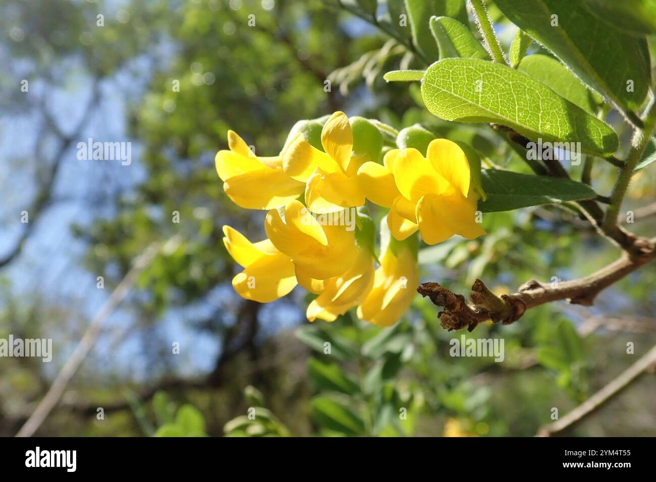 Cape Golden-Pea (Calpurnia aurea Stock Photo - Alamy