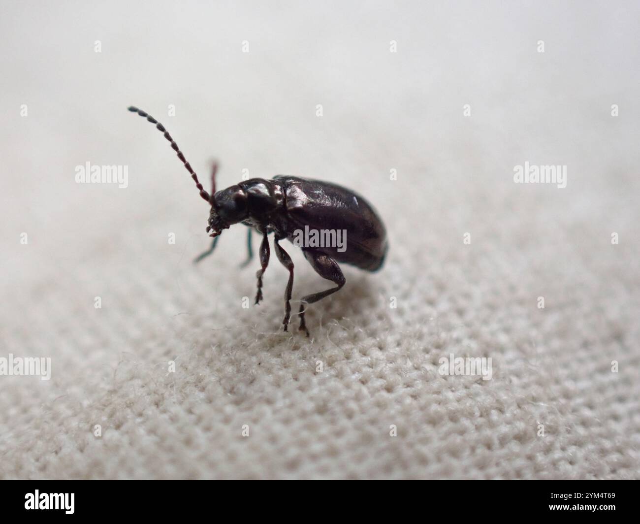 Flea Beetles (Alticini Stock Photo - Alamy