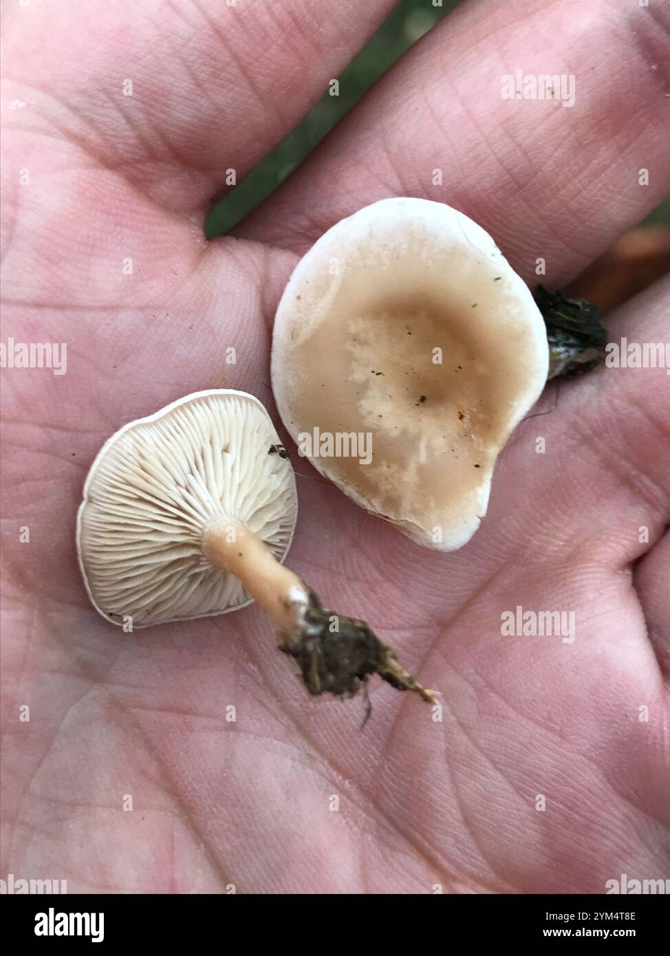 Fragrant Funnel (Clitocybe fragrans Stock Photo - Alamy