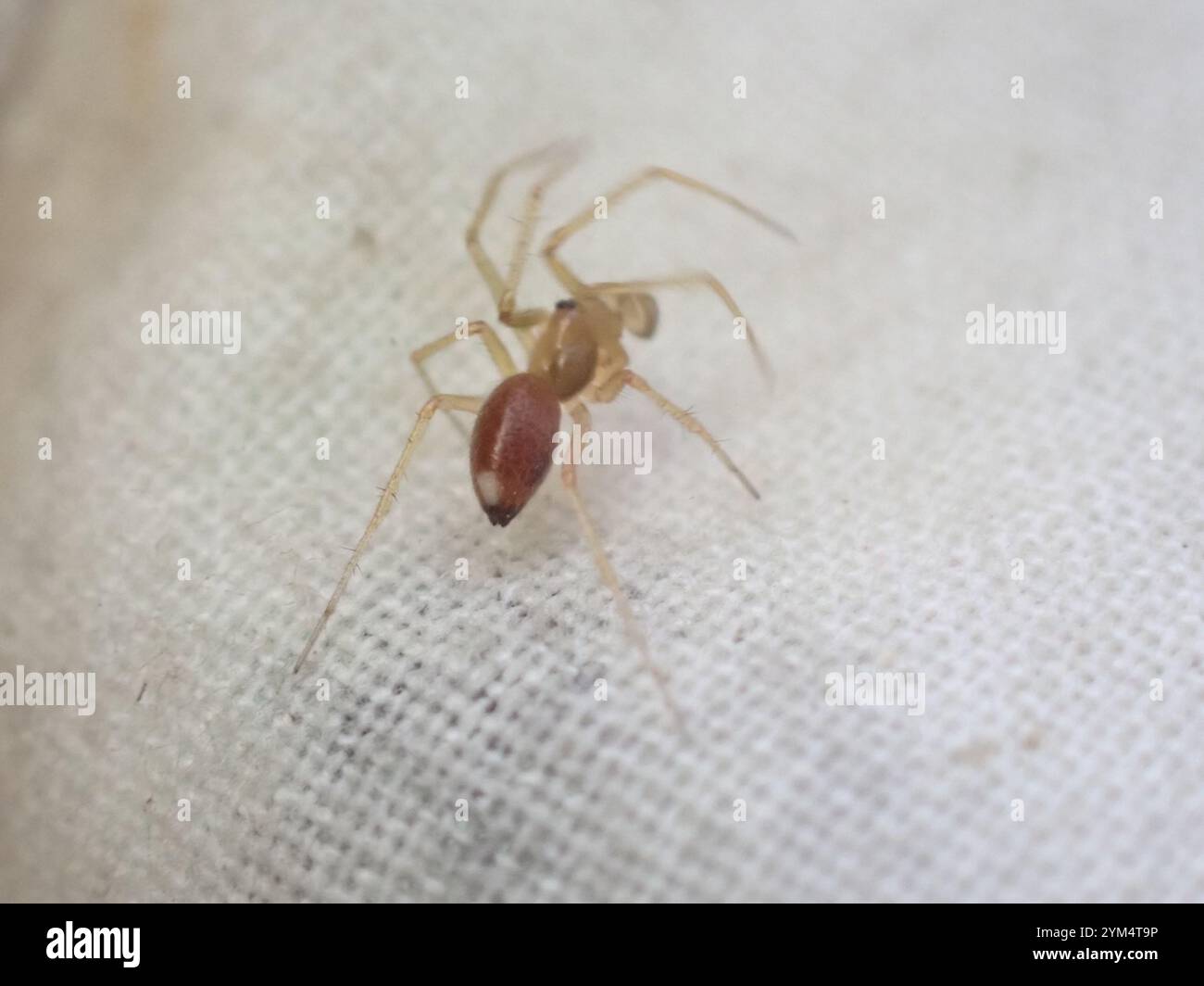 Typical Spiders (Araneomorphae Stock Photo - Alamy