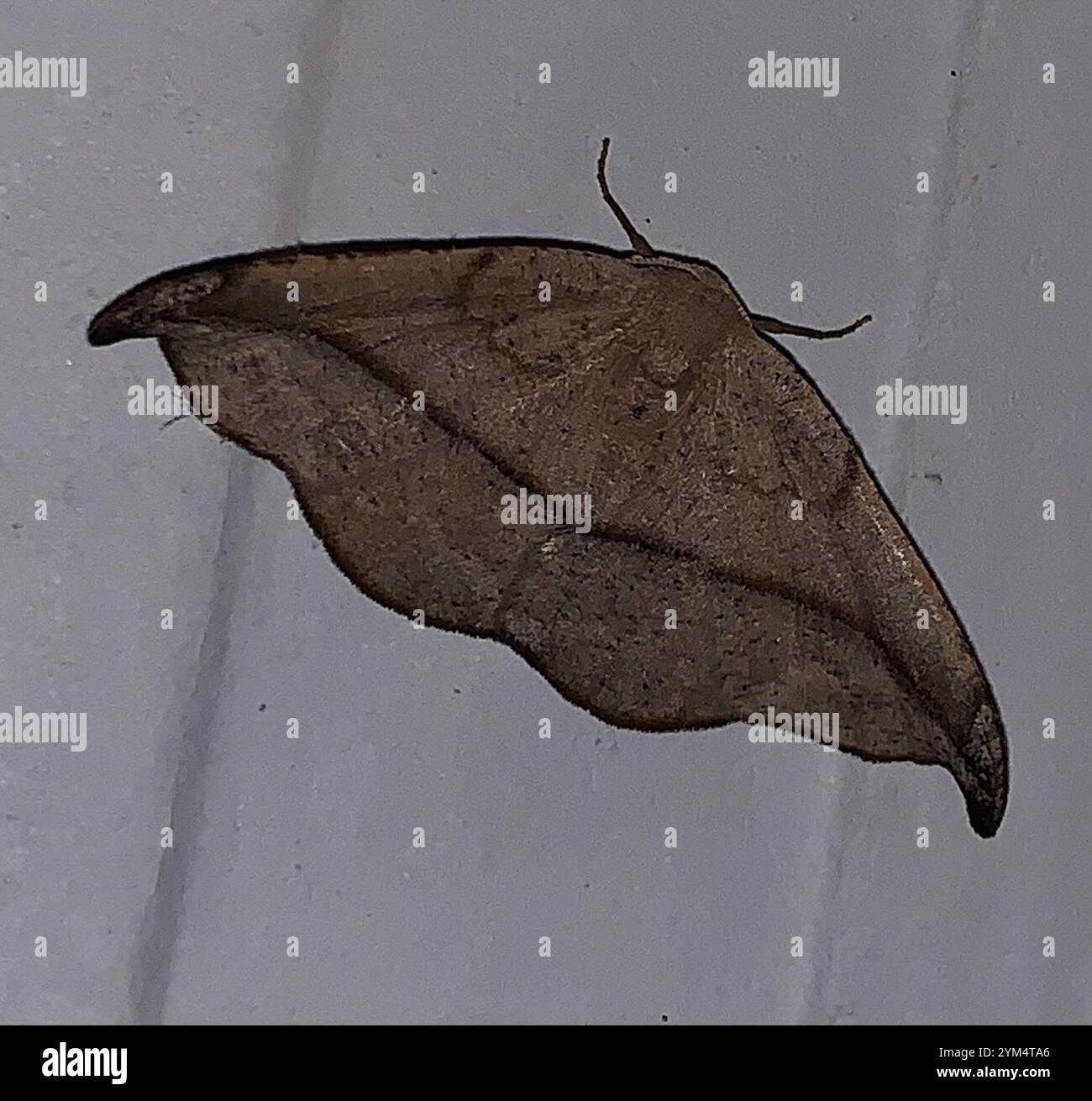 Olyzonaria hi-res stock photography and images - Alamy