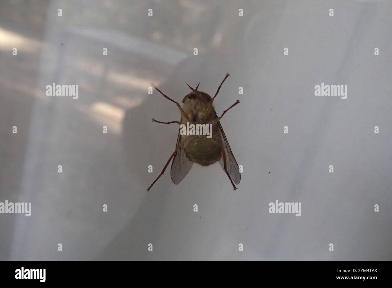 Horse and Deer Flies (Tabanidae Stock Photo - Alamy