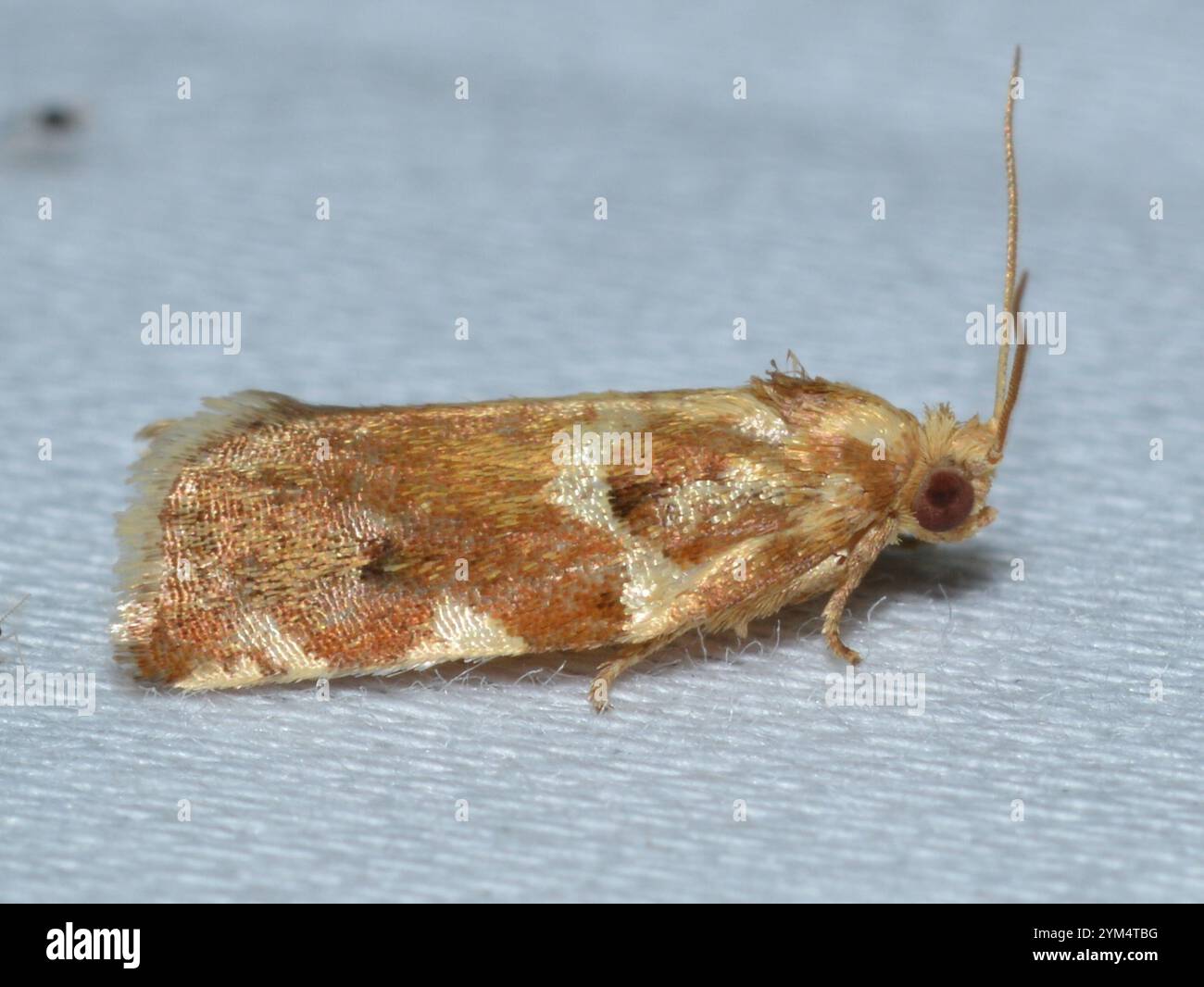 Oak Leafroller Moth (Archips semiferanus Stock Photo - Alamy