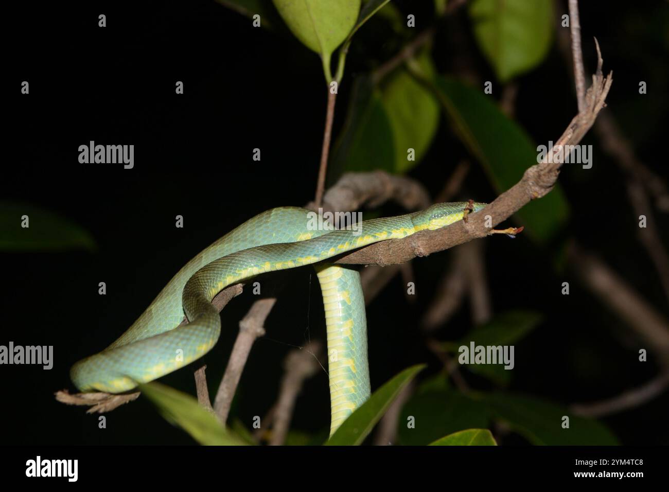 Common Bamboo Viper (Craspedocephalus gramineus Stock Photo - Alamy