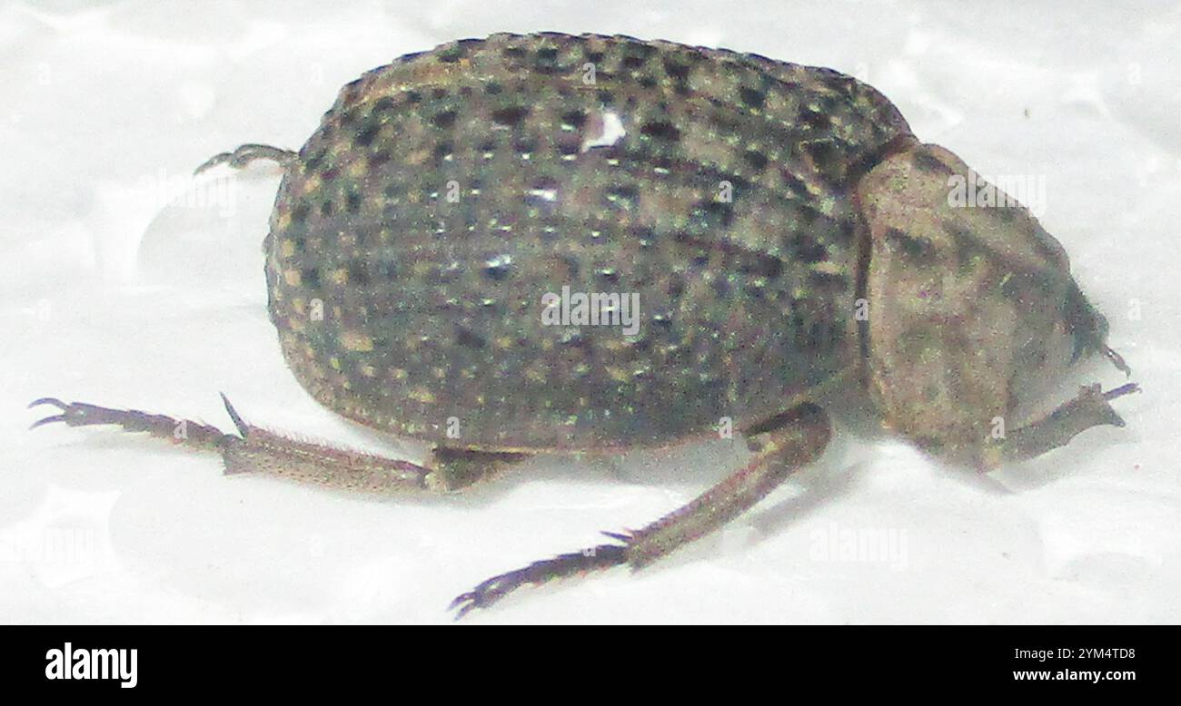 Carcass Beetles (Omorgus Stock Photo - Alamy